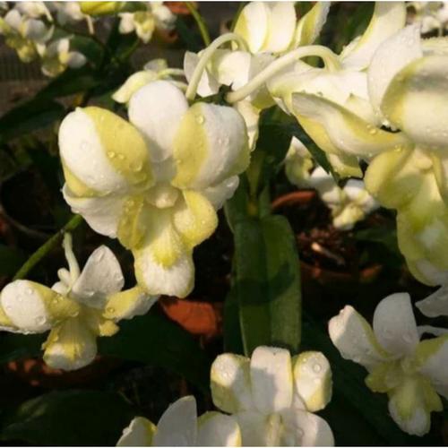 Jual Tanaman Hias Pohon Anggrek Dendrobium Dewasa Liberty White - Kota ...