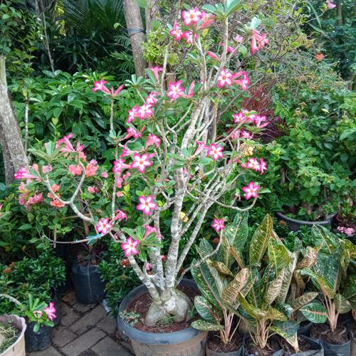 Jual tanaman kamboja pink king - Jakarta Pusat - anastasiamyvr flower ...