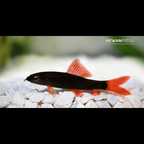Jual ikan hias redfin shark hitam size 1 inch red black shark - Kota ...