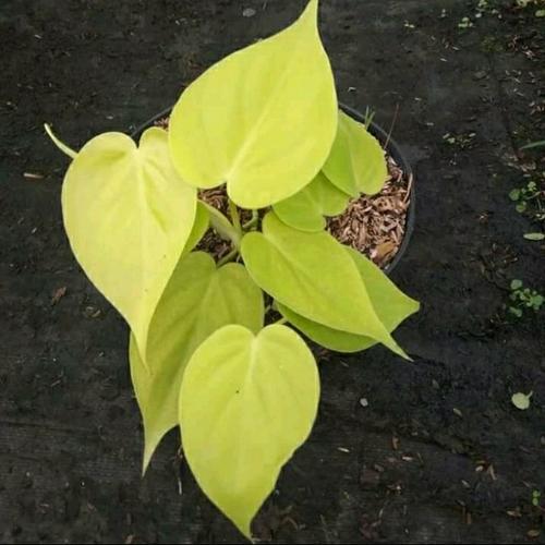 Jual tanaman hias sirih kuning love - Kota Tangerang Selatan - Rose ...