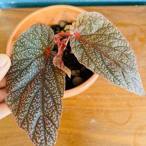 Jual Tanaman hias begonia wings - begonia silver - begonia wing ...