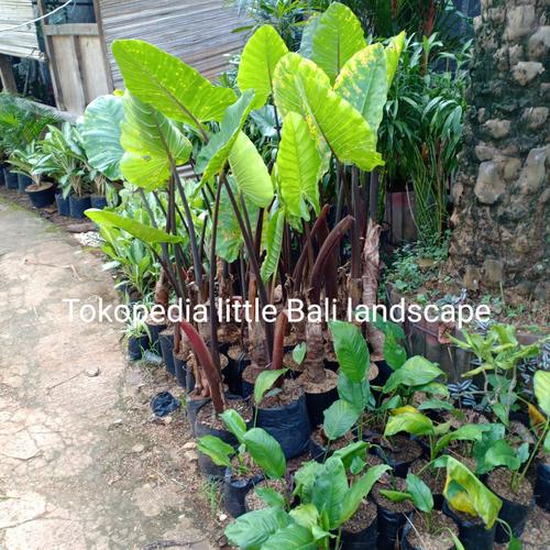 Jual Tanaman Sente Hitam 1,5 meter - Jakarta Barat - little Bali ...