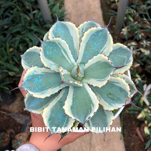 Jual Tanaman hias agave potatorum duri variegata singklok low ...