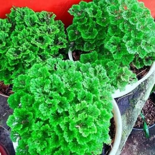 Jual rumput papua tanaman / lumut ambon - Kab. Kediri - Kios Bunga Taza ...