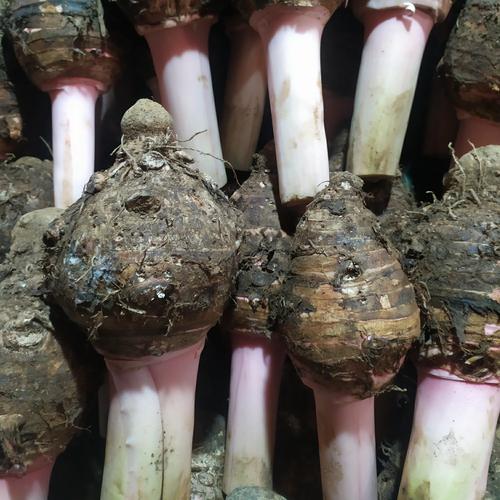 Jual TALAS SATUAN / TALEUS / TALAS BOGOR / UBI TALAS 1kg - Kota Bandung ...