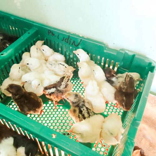 Jual DOC Ayam Kampung Yudistira (AKY) Parent Stock (PS) - Kab. Semarang ...