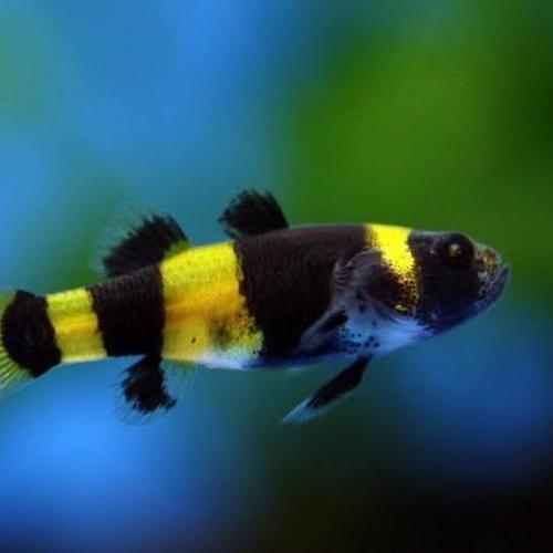 Jual ikan hias gobby bumble bee / ikan akuarium - Kota Depok - Fauna ...