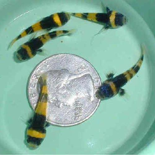 Jual ikan gobby tiger / ikan goby air tawar - Kota Depok - Fauna aqua ...