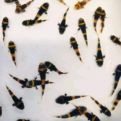 Jual ikan goby bumble bee ikan hias - Kota Depok - Fauna aqua | Tokopedia