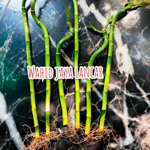 Jual Tanaman Hias Bambu Hoki Melingkar Batangan / Per Batang - Jakarta ...