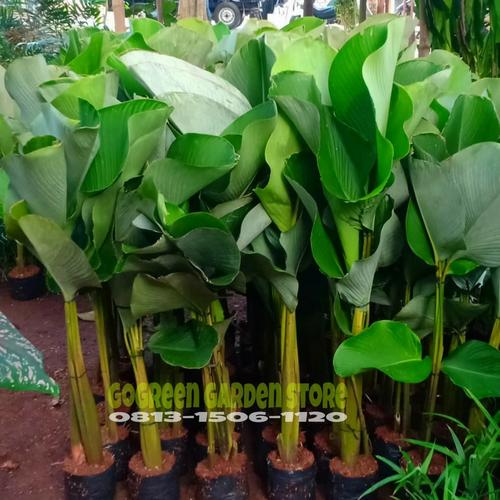 Jual Tanaman Hias Pohon Pisang Pisangan Calathea Lutea Tinggi 1 5m