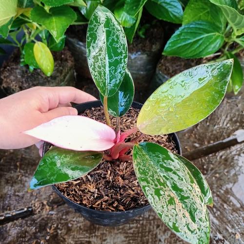 Jual tanaman hias philo pink congo, philodendron pink - sedang - Kota ...