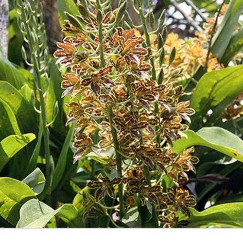 Jual Anggrek Grama scriptum Anggrek Macan - Kab. Banjarnegara - akmal ...