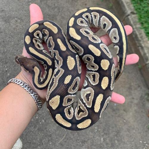 Jual jual ball phyton / jual ball python mojave female / ball python ...