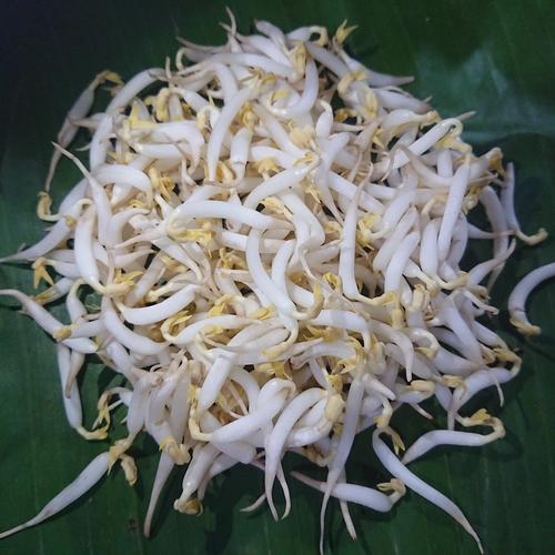 Jual Tauge - 1 kg - Kota Tangerang Selatan - SAYUR NUSANTARA JAYA ...