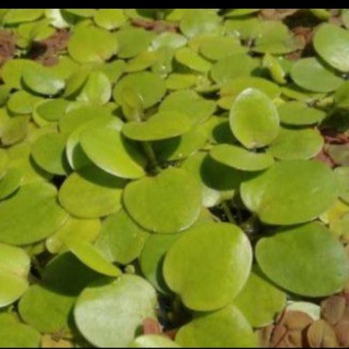Jual tanaman air frogbit apung amazon - Jakarta Barat - Adelia Aquarium ...