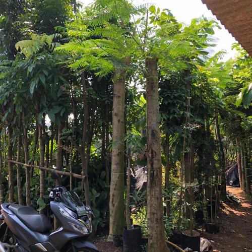 Jual Pohon Flamboyan Bunga Merah Dan Ungu Ukuran 3 -3,5 Meter Termurah ...