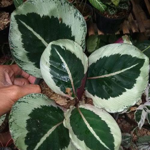 Jual Tanaman Hias Calathea Marion - Calathea Cynthia Silver - Calathea ...