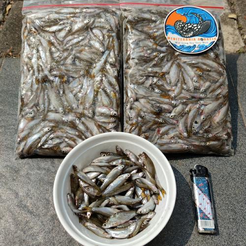 Jual Ikan Cere Air Tawar Beku SUPER BESAR DAN SEGAR (BUKAN CERE LAUT ...