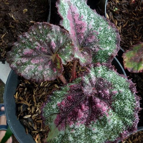 Promo Tanaman Begonia Rex Pink Bintik Putih - Kota Batu - Rocketfield ...