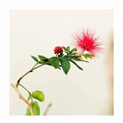 Jual BUNGA KALIANDRA TINGGI 1 METER (-/+) - TANAMAN HIAS KALIANDRA ...