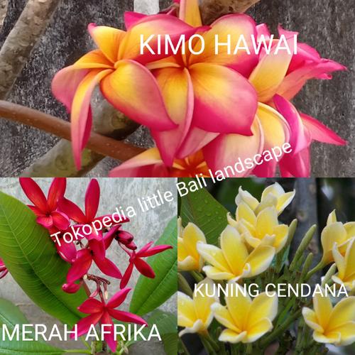 Jual Paket Tanaman 3 Bibit Kamboja Bali Kimo Kuning Merah - Jakarta ...