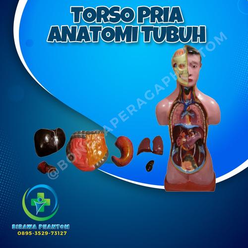 Jual BONEKA MANEKIN PHANTOM ALAT PERAGA TORSO PRIA , ANATOMI TUBUH PT ...