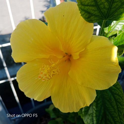 Jual bunga sepatu hibiscus tanaman hias warna kuning polos - Kota Batu ...