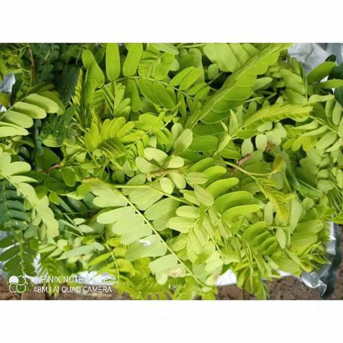 Jual daun sinom atau asam jawa segar 200gr - Jakarta Pusat - Pitastore ...