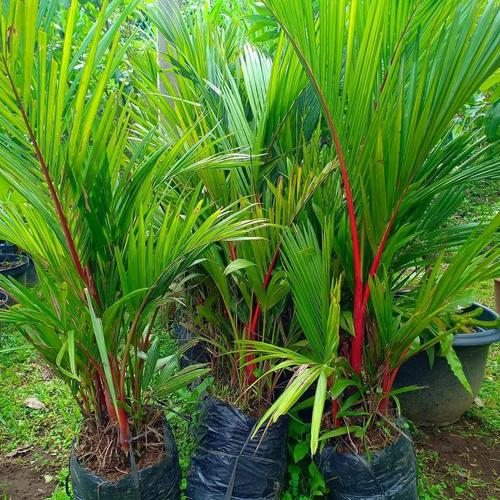 Jual tanaman hias palem merah - pohon palm merah - palem merah - Kab ...
