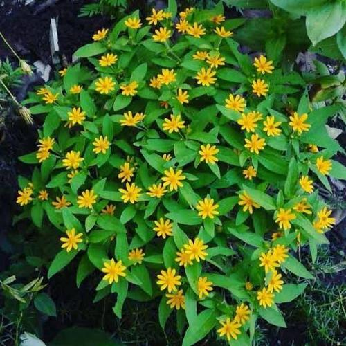 Jual Tanaman Hias Bunga Matahari Mini - Jakarta Timur - Panda Mulya ...