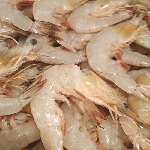 Jual udang segar masih fresh (1kg)(mentah)(ukuran sedang)gojek/grab ...