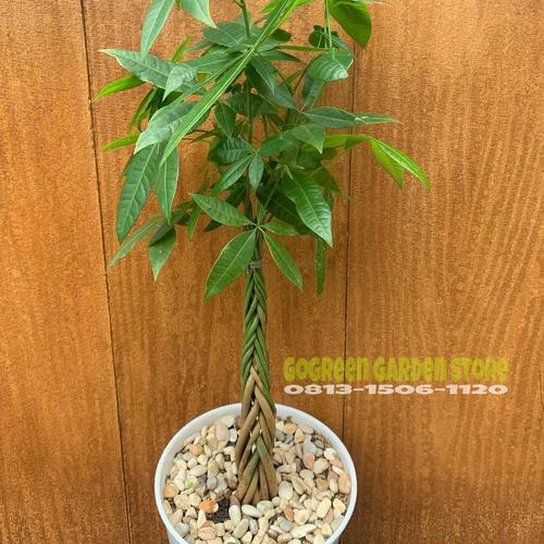 Jual Tanaman hias - Pachira kepang 9 + pot ukuran 30cm, Pohon pacira ...
