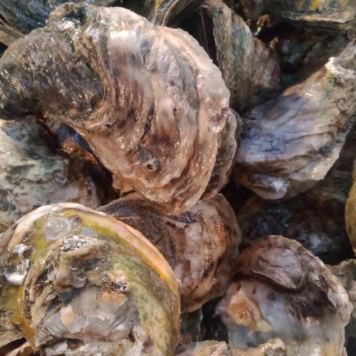 Jual Kerang Tiram/Oyster Segar 1 kg - Kab. Bandung - Rumbo Sayur ...