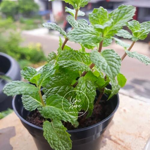 Jual Bibit tanaman Daun Min - Herbal Daun mint - Spearmint - Kab ...