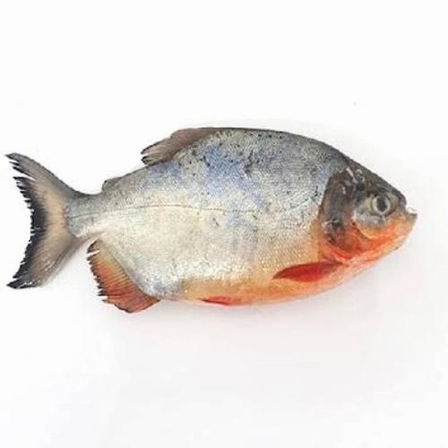 Jual ikan bawal merah - 1kg - Jakarta Barat - Samudrapasar | Tokopedia