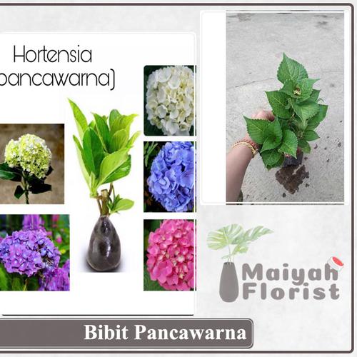 Jual Bibit Bunga Hortensia - Pancawarna - Siap Berbunga - Cutting ...
