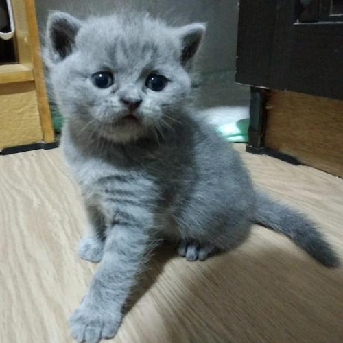 Jual kucing BSH kitten non ped - Kota Tangerang Selatan - Dira cat ...