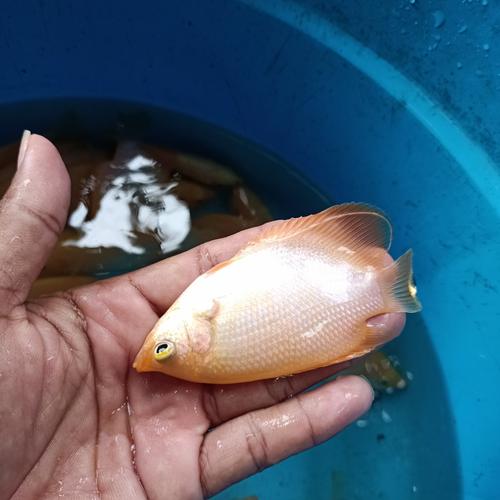 Jual ikan gurame Padang ukuran korek kayu - Kota Depok - arya fish ...