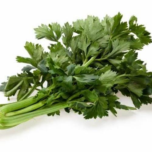 Jual daun sop seledri - 1 kg - Kota Makassar - Enka Online | Tokopedia