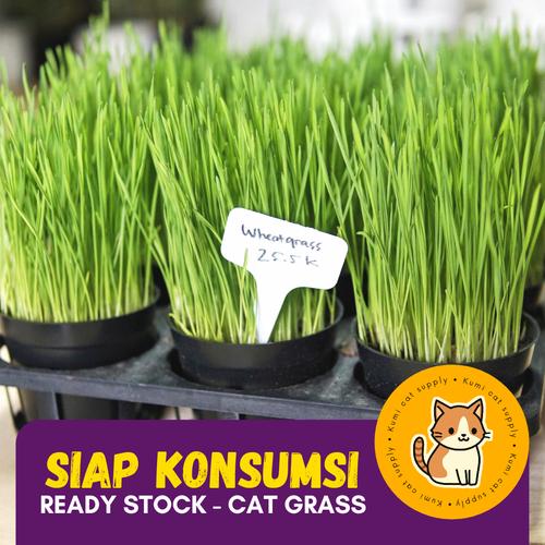 Promo SIAP PANEN - RUMPUT KUCING / Wheatgrass / Rumput Gandum Kucing ...