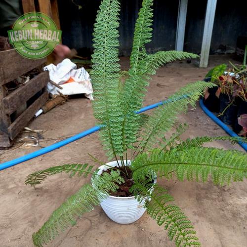 Jual Tanaman Hias Pakis Langka - Letaher Leaf - Pakis Papua unik - Kab ...