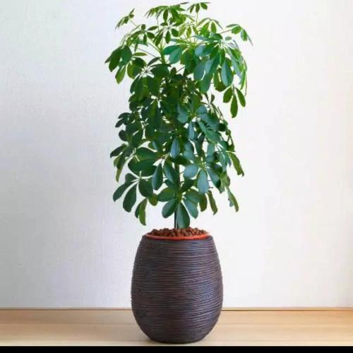 Jual Tanaman wali songo hijau tanaman hias indoor - Kota Bandung ...