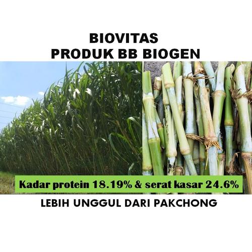 Jual Bibit Rumput Biovitas BB Biogen 1kg Unggul Tahan Kering - Kab ...