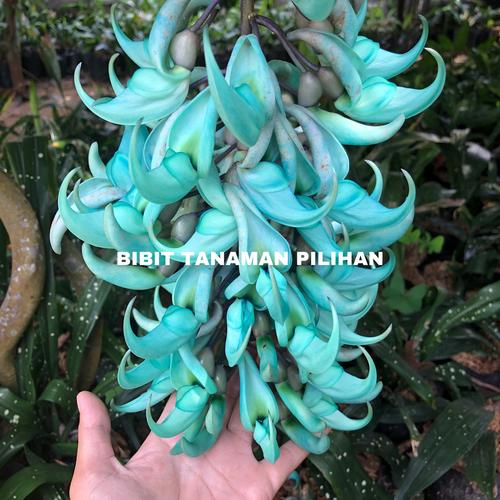 Jual BIBIT TANAMAN FLAME OF IRIAN JADE VINE BUNGA BIRU LANGKA RAMBAT ...