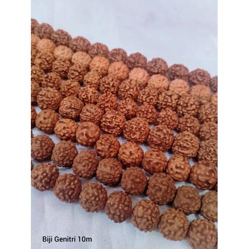 Jual BIJI GENITRI 10MM / BIJI JENITRI / JENITRIE SEEDS - Kota Denpasar ...