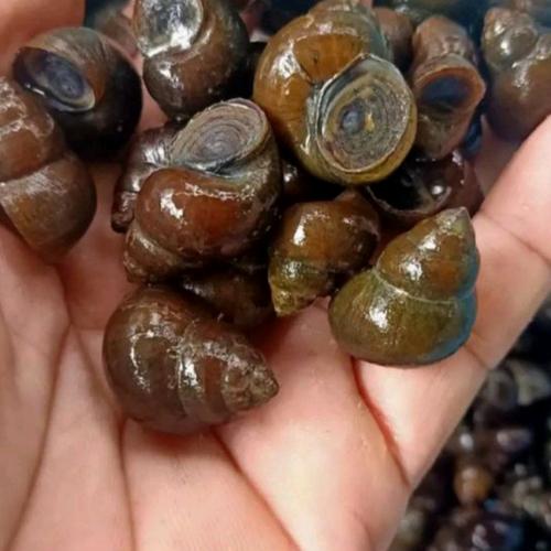 Jual Tutut atau keong sawah segar ( 1kg ) - Jakarta Pusat - haji abay ...