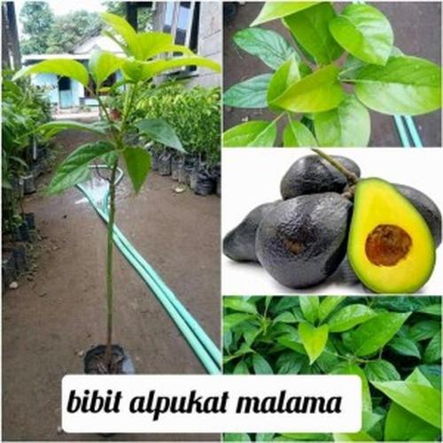 Jual Bibit Tanaman Buah Alpukat Malama Unggulan - Okulasi - Beli 3 ...