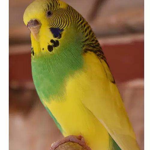 Jual burung parkit dewasa satuan atau sepasang dompied , spangle ...