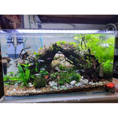 Jual Aquascape full set , natural style 60x30x35 cm kaca bending ...
